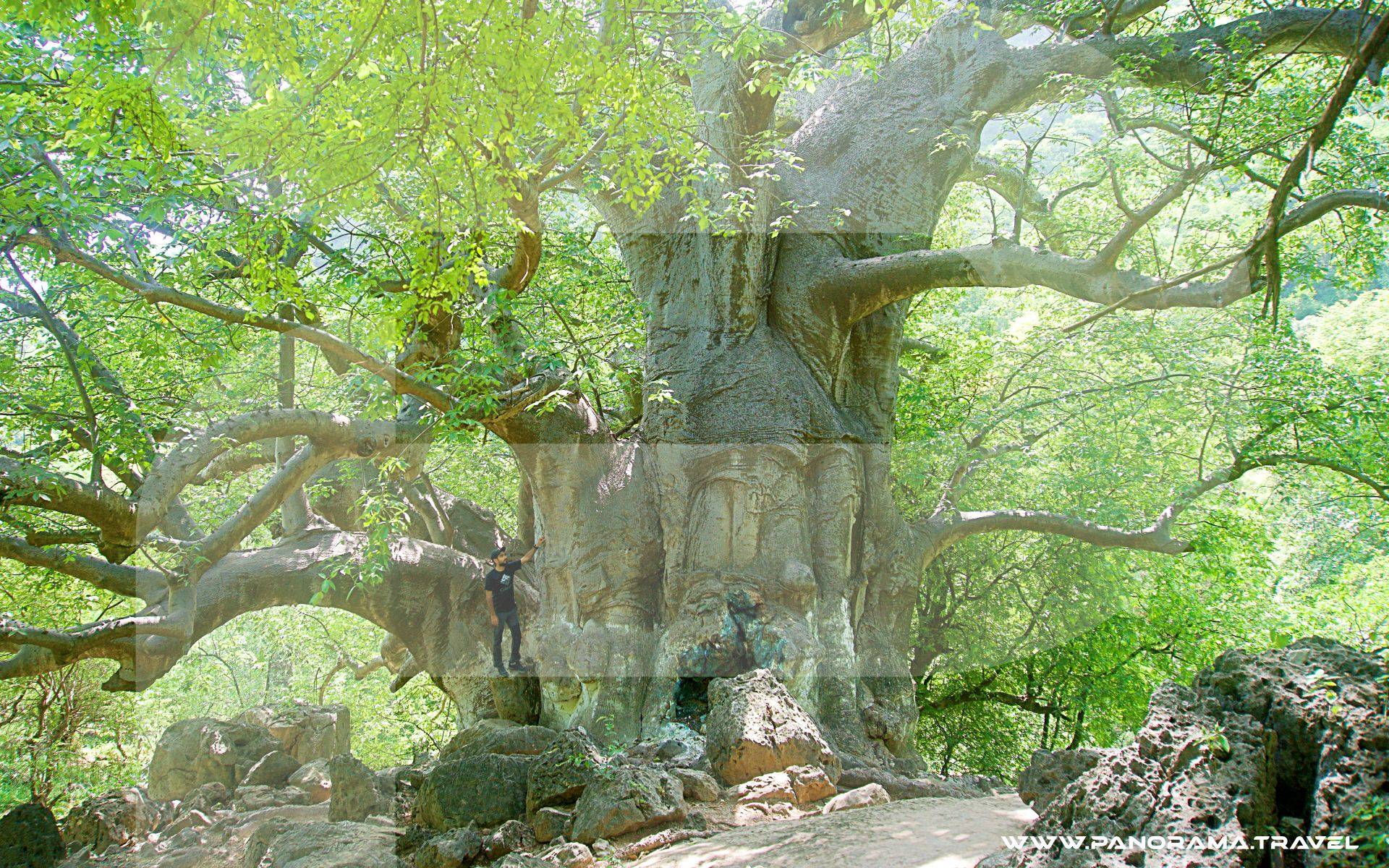 KHAREEF SALALAH FESTIVAL | Land Of Majesty & Mystery